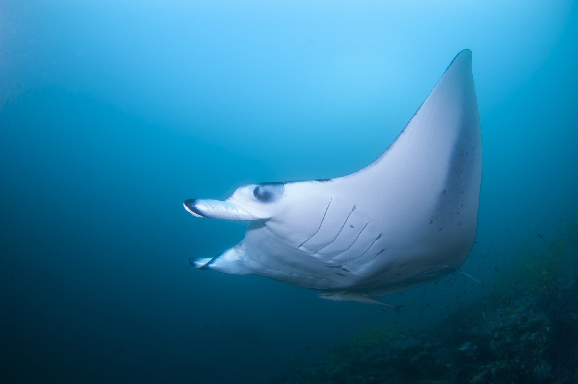 Fenfushi Island ( The hidden gem of Ari Atoll) - Whale Shark Botique